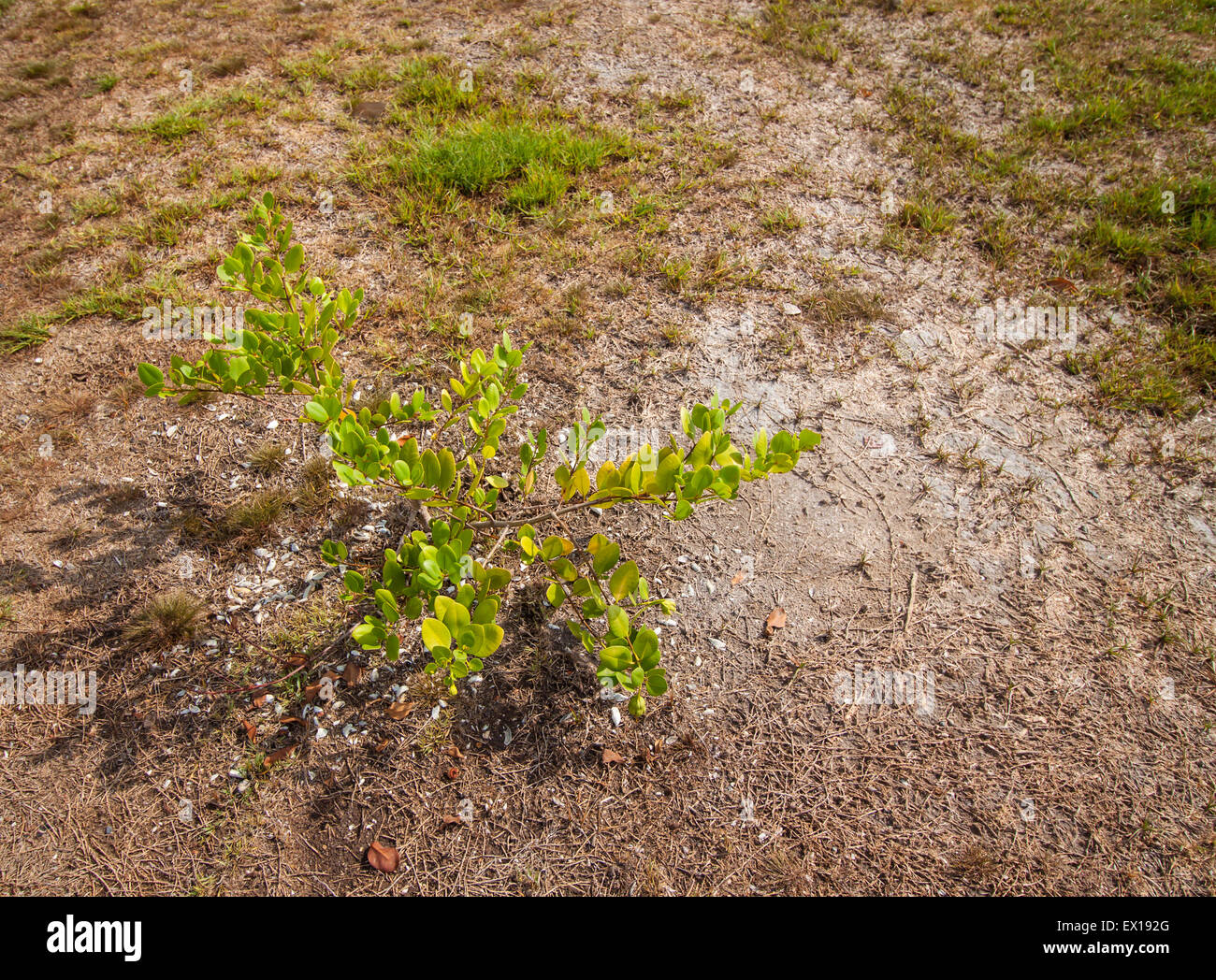 Trees on the ground Stock Photo - Alamy