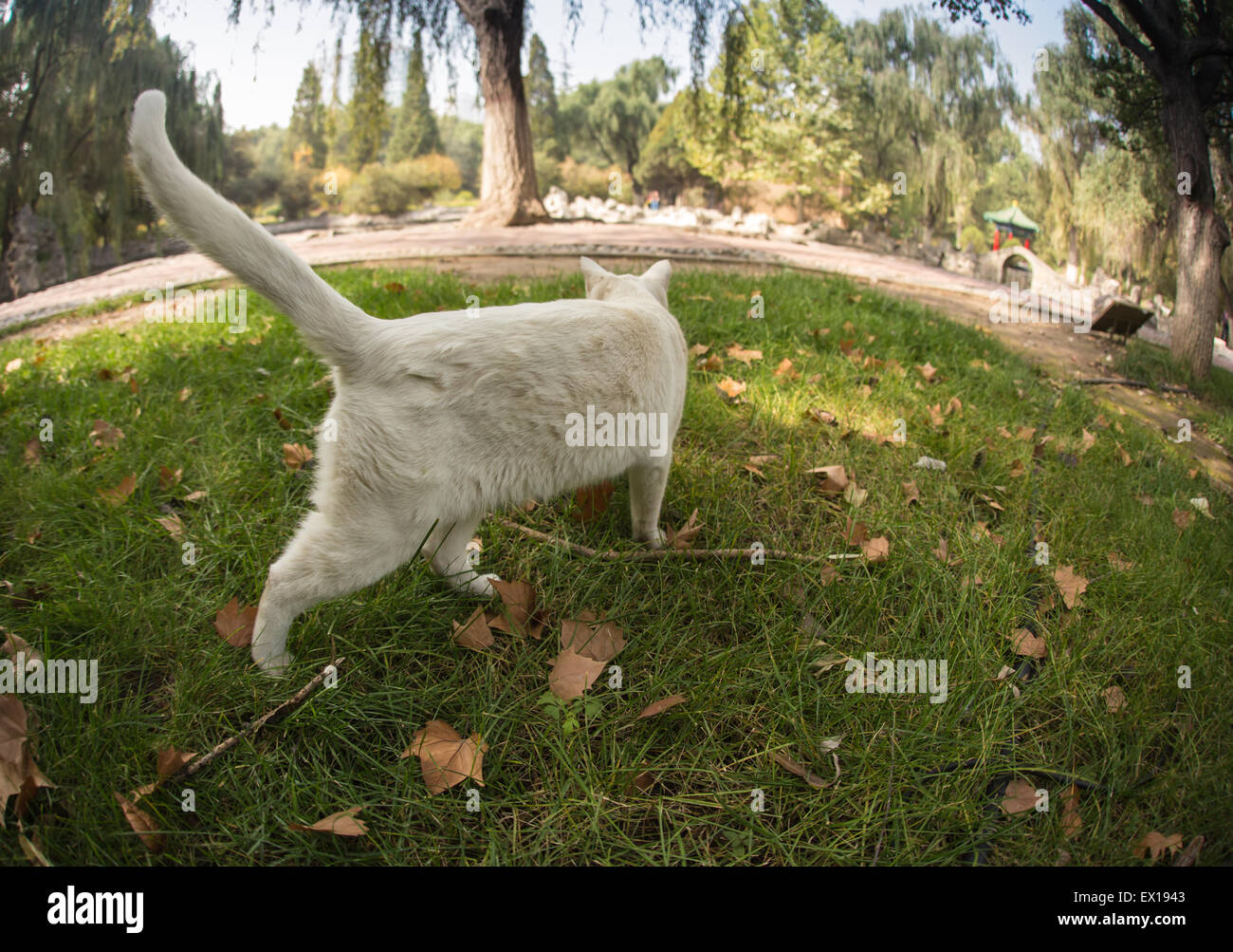 Bear cat hi-res stock photography and images - Alamy