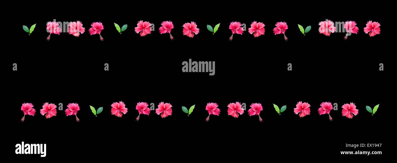 Carmine red hibiscus flower margin with flowers and leaves isolated on ...