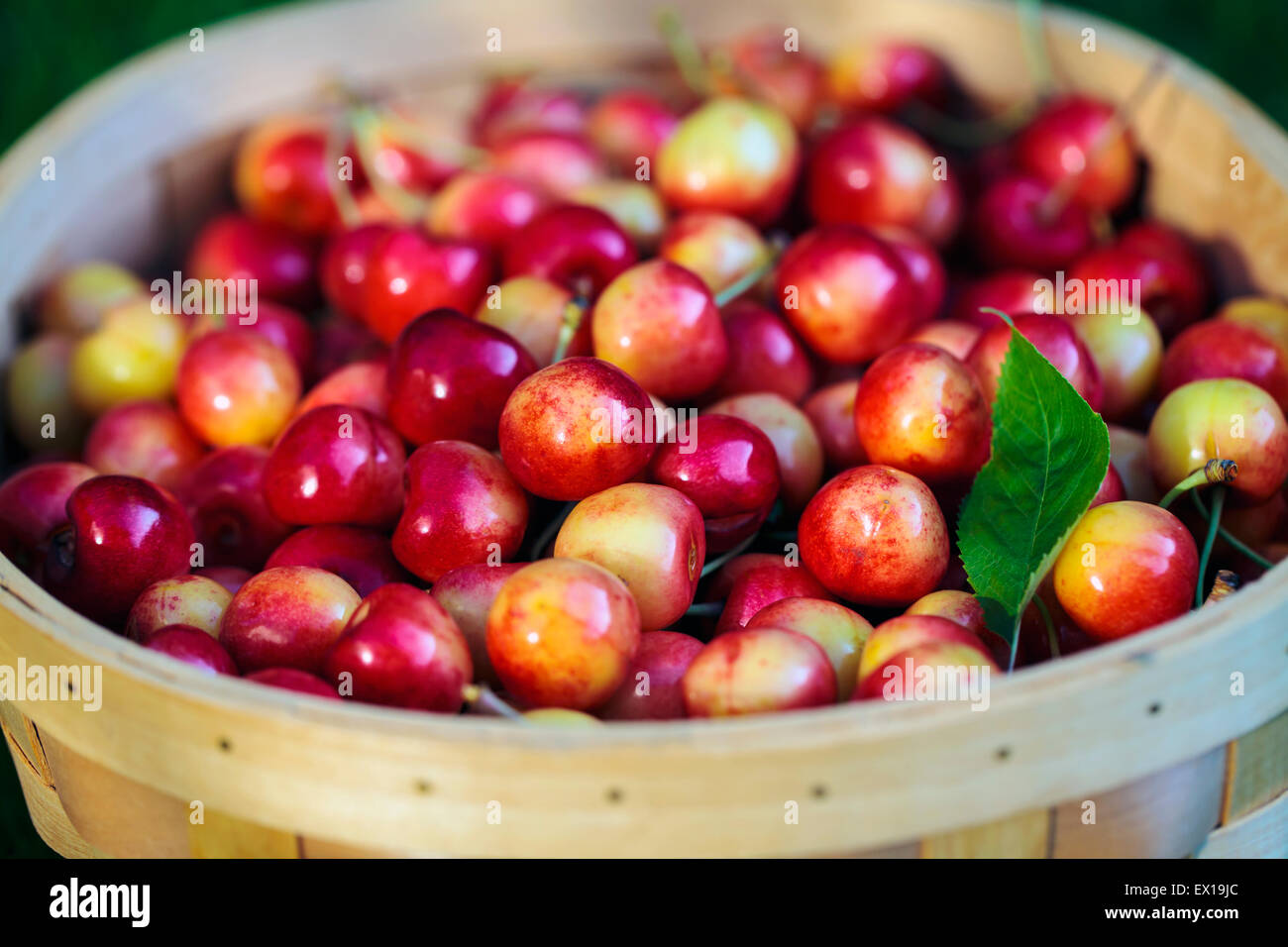 Basket full of sweet cherries Stock Photo - Alamy