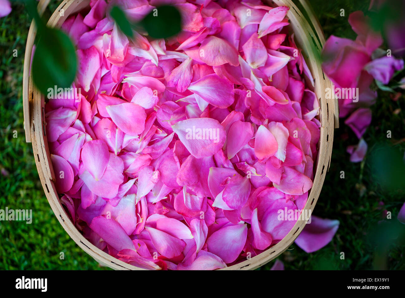 Basket of rose petals Stock Photo - Alamy