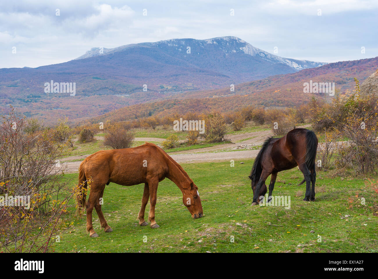 Tatar horses hi-res stock photography and images - Alamy
