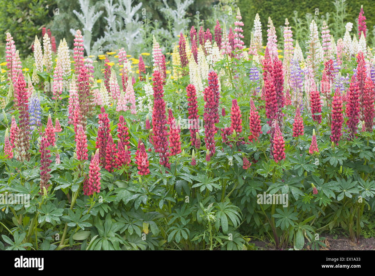 Lupinus Assortment of Lupins in a garden Stock Photo - Alamy
