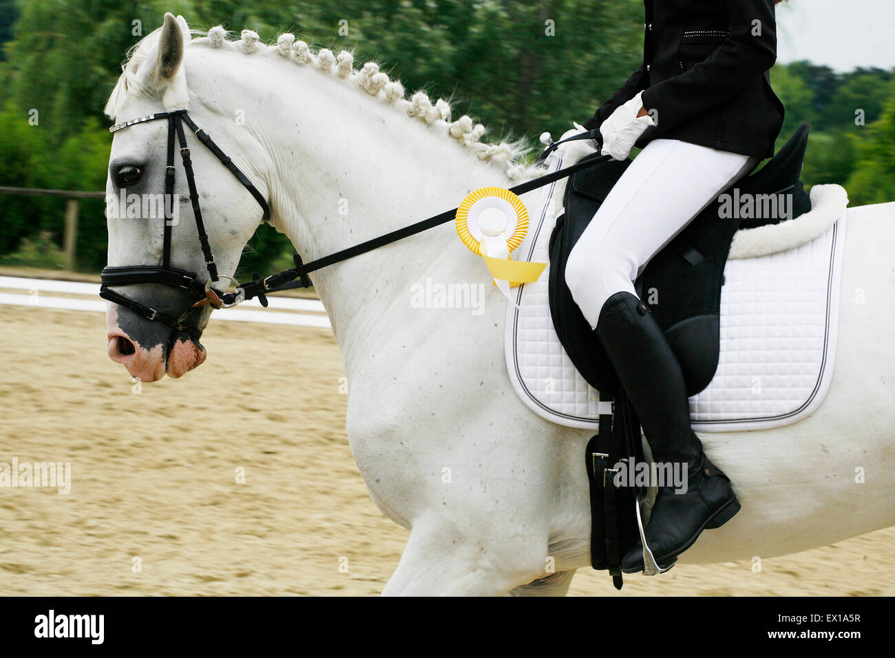 Dressage Horse Head