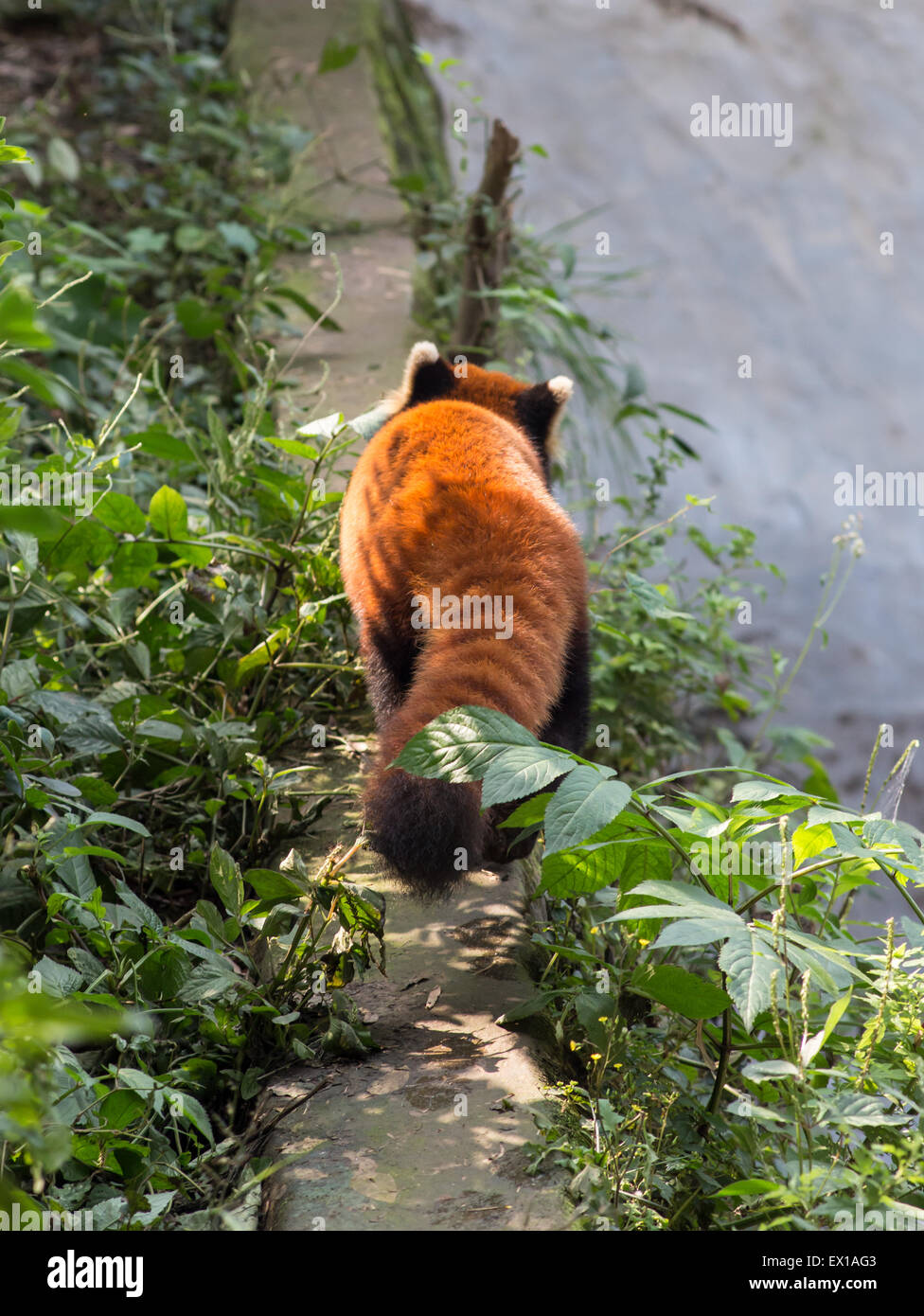 Amazing orange panda Stock Photo - Alamy
