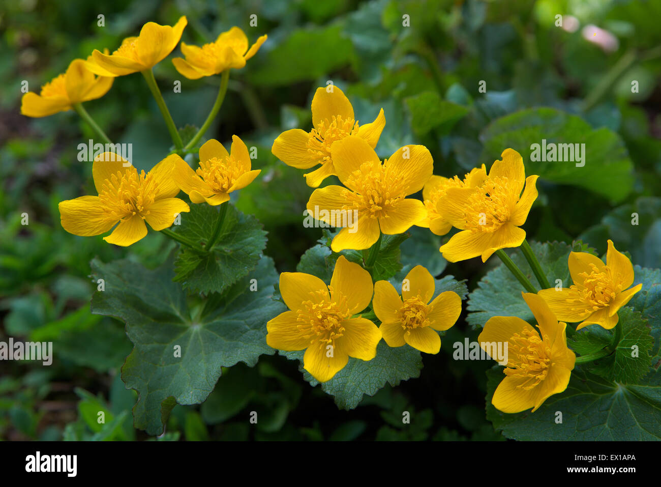 Yellow spring flowers and the outdoors hi-res stock photography and ...