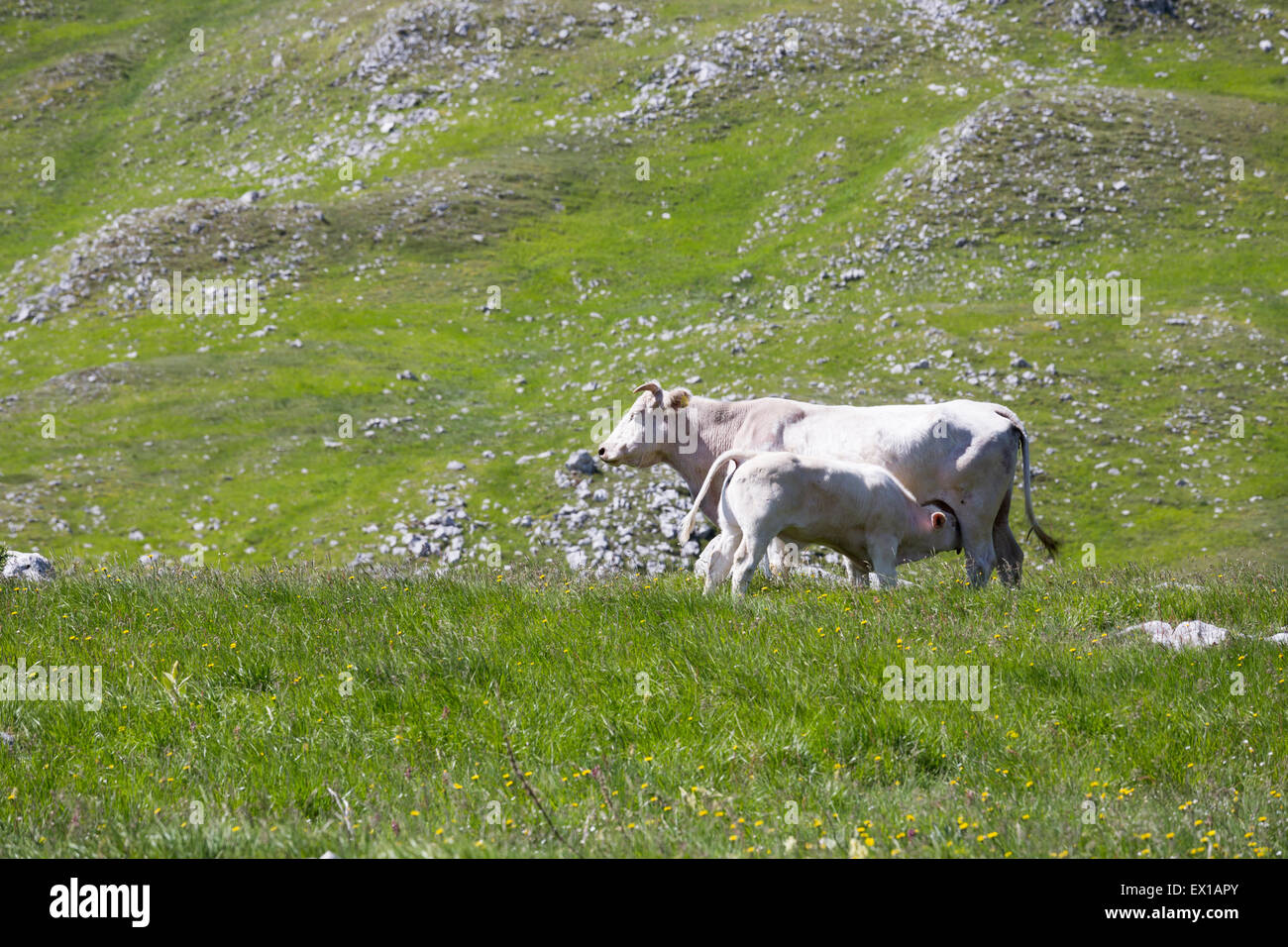 cow with puppy Stock Photo - Alamy