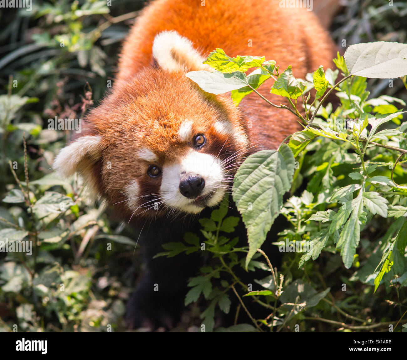Chinese orange cat hi-res stock photography and images - Alamy