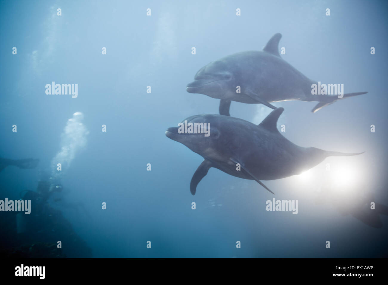 Two dolphins swimming together view under water Stock Photo - Alamy