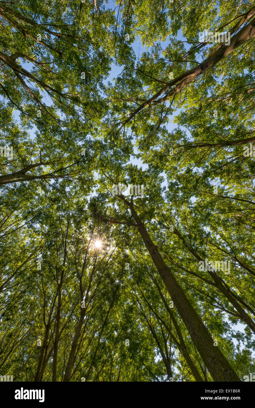 Big green tree hi-res stock photography and images - Alamy