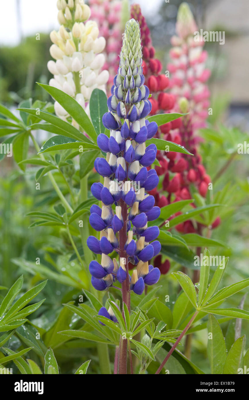 Garden lupin, Lupinus polyphyllus Stock Photo - Alamy