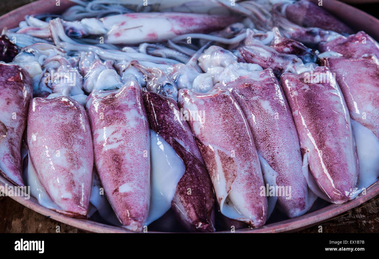 Group of squid hi-res stock photography and images - Alamy