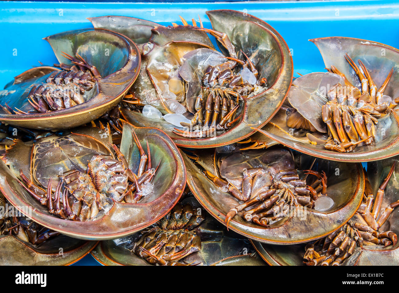 Horseshoe crab food hi-res stock photography and images - Alamy