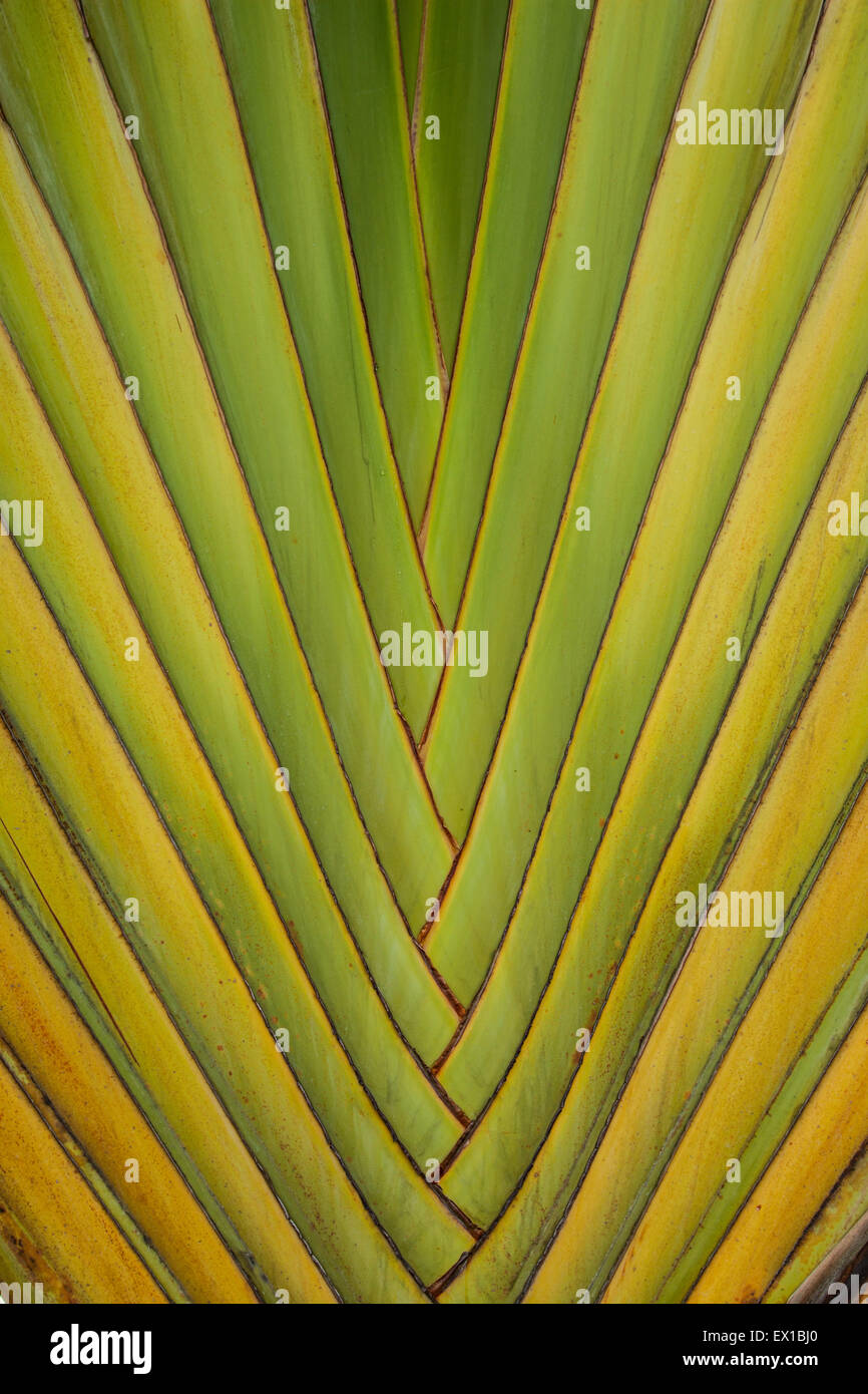 Fan banana tree hi-res stock photography and images - Alamy