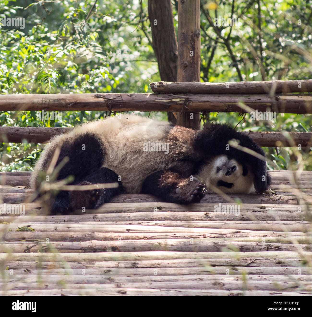 Visiting the park pandas Stock Photo - Alamy