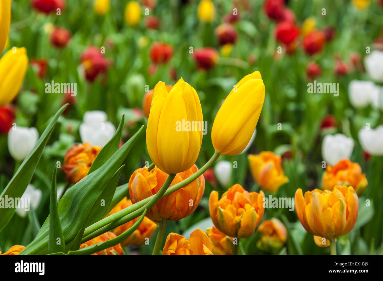 Colourfull background hi-res stock photography and images - Alamy