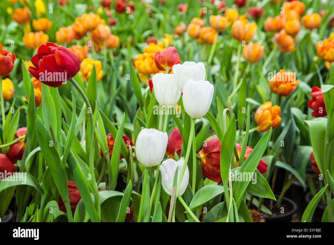 Colourfull background hi-res stock photography and images - Alamy