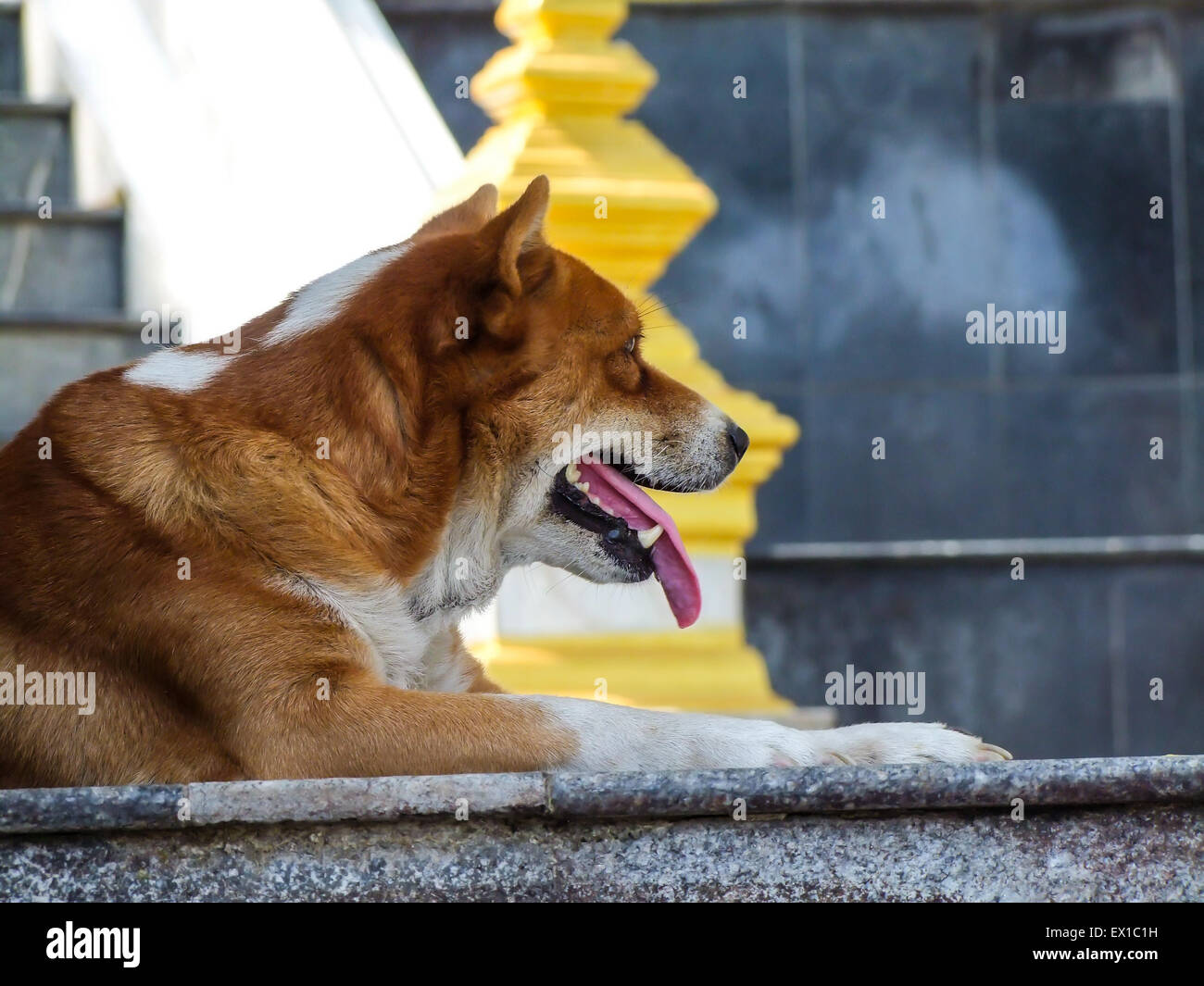 Thai dogs hi-res stock photography and images - Alamy