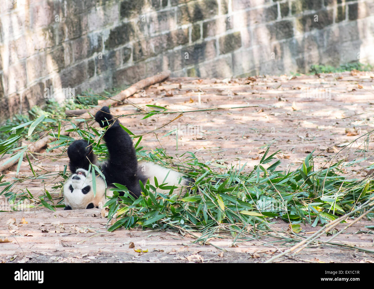 Visiting the park pandas Stock Photo - Alamy