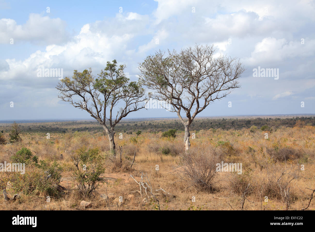 Trees in kruger national park hi-res stock photography and images - Alamy