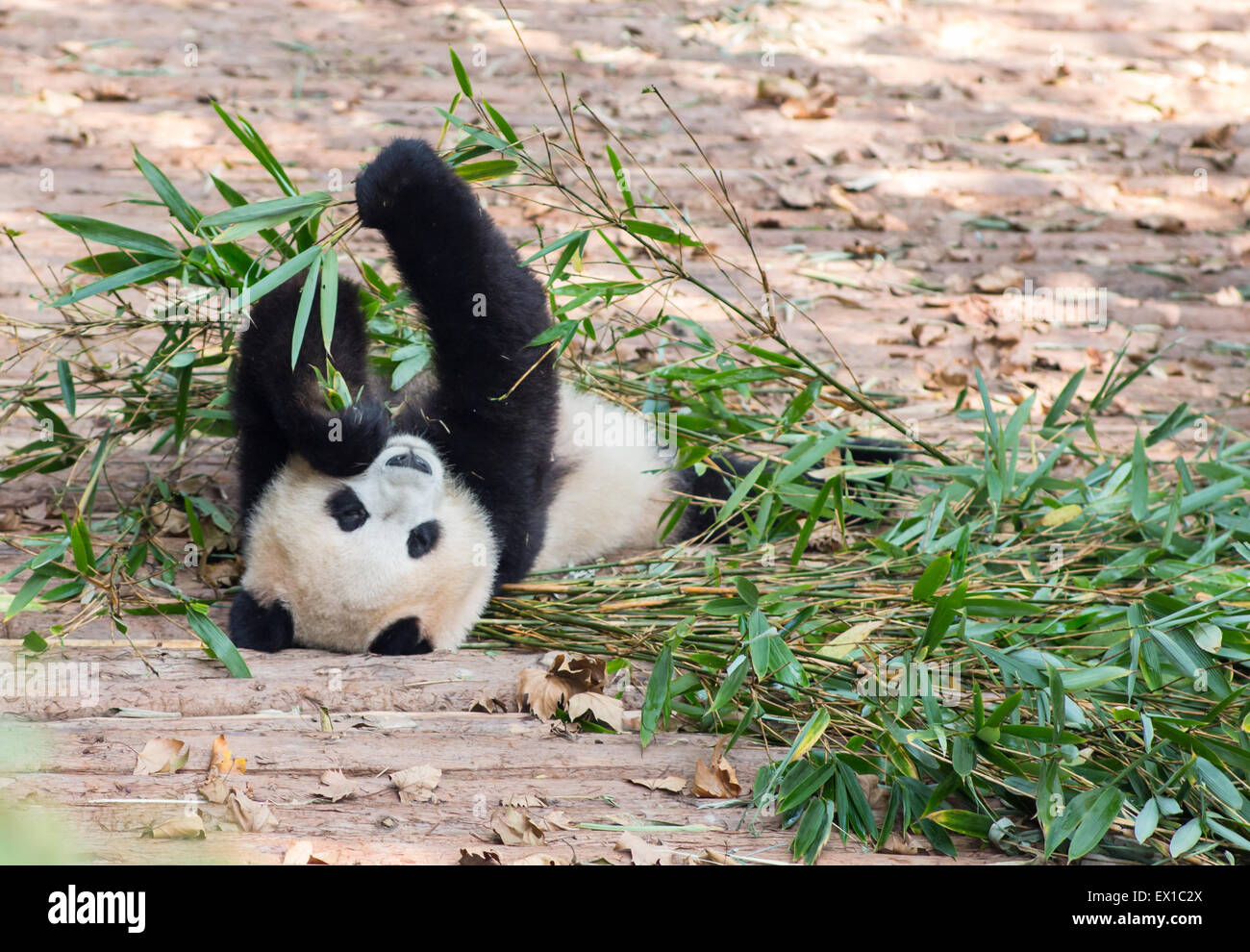 Visiting the park pandas Stock Photo - Alamy