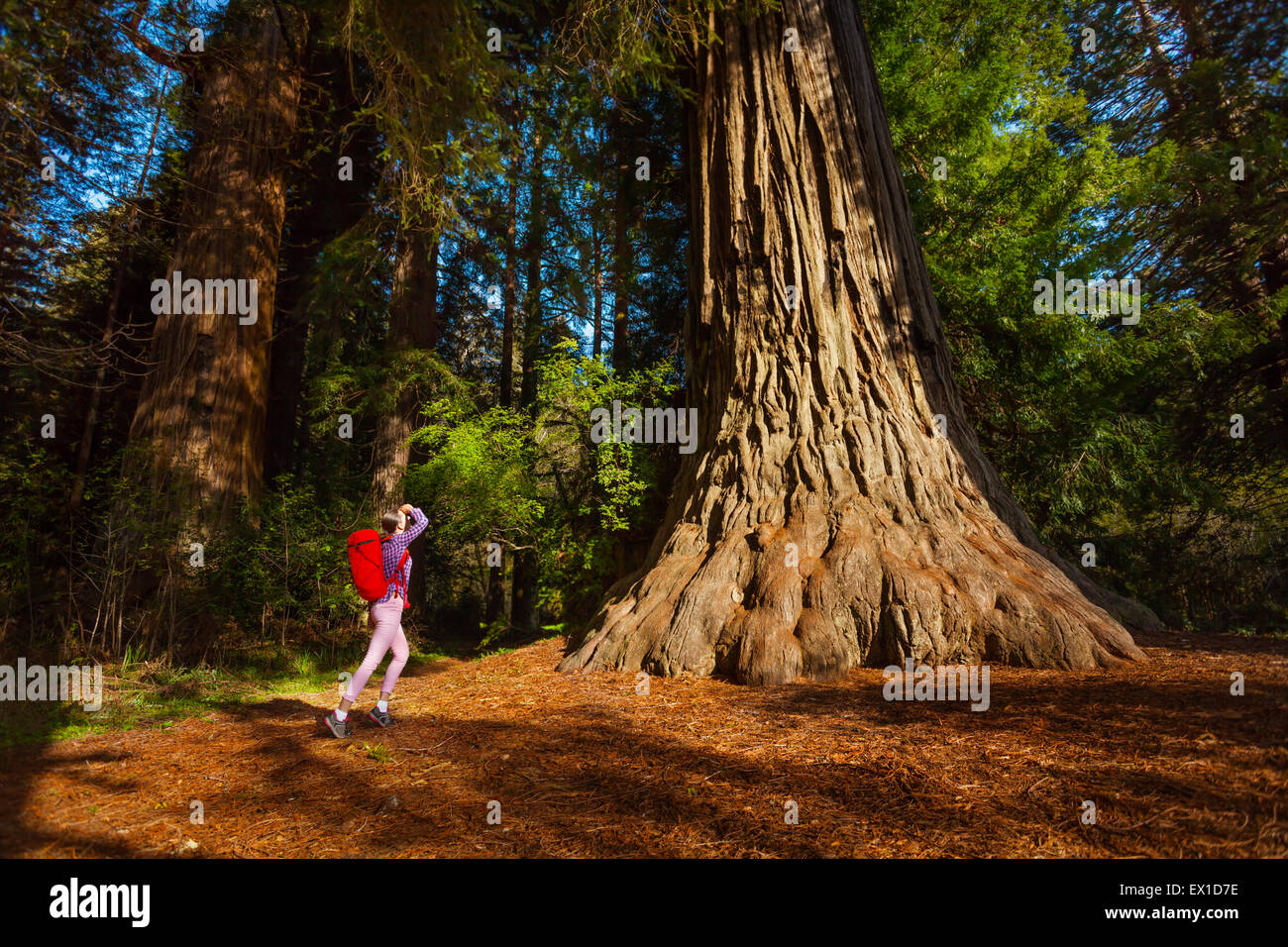 California redwood tree woman hi-res stock photography and images - Alamy