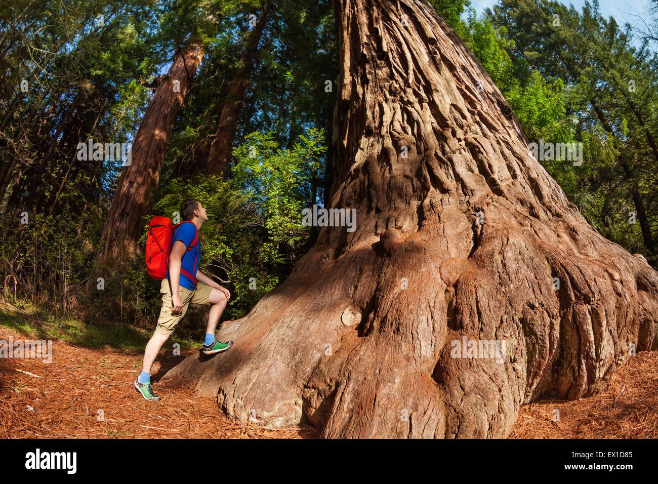 Man stands near big tree in Redwood California Stock Photo - Alamy