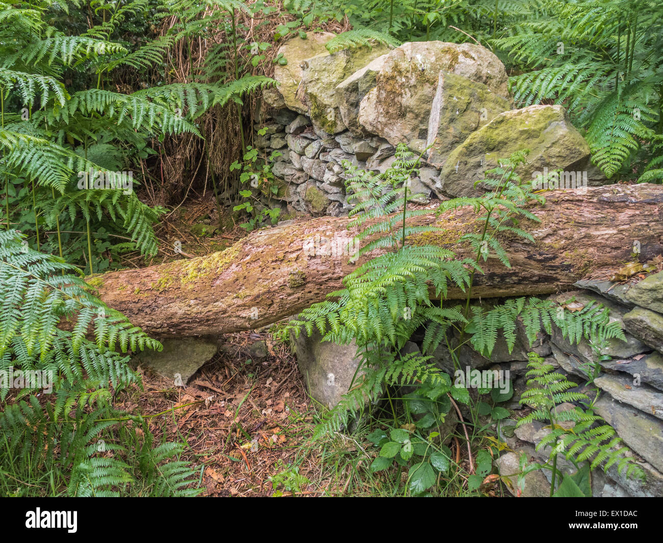 Fallen tree on Dry Stone Wall Stock Photo - Alamy