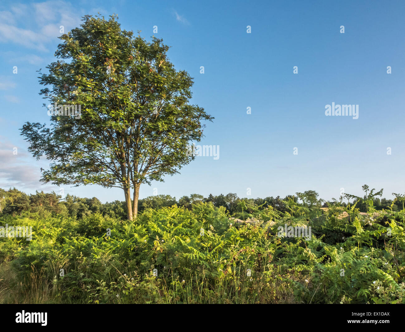 Sky and ferns hi-res stock photography and images - Alamy