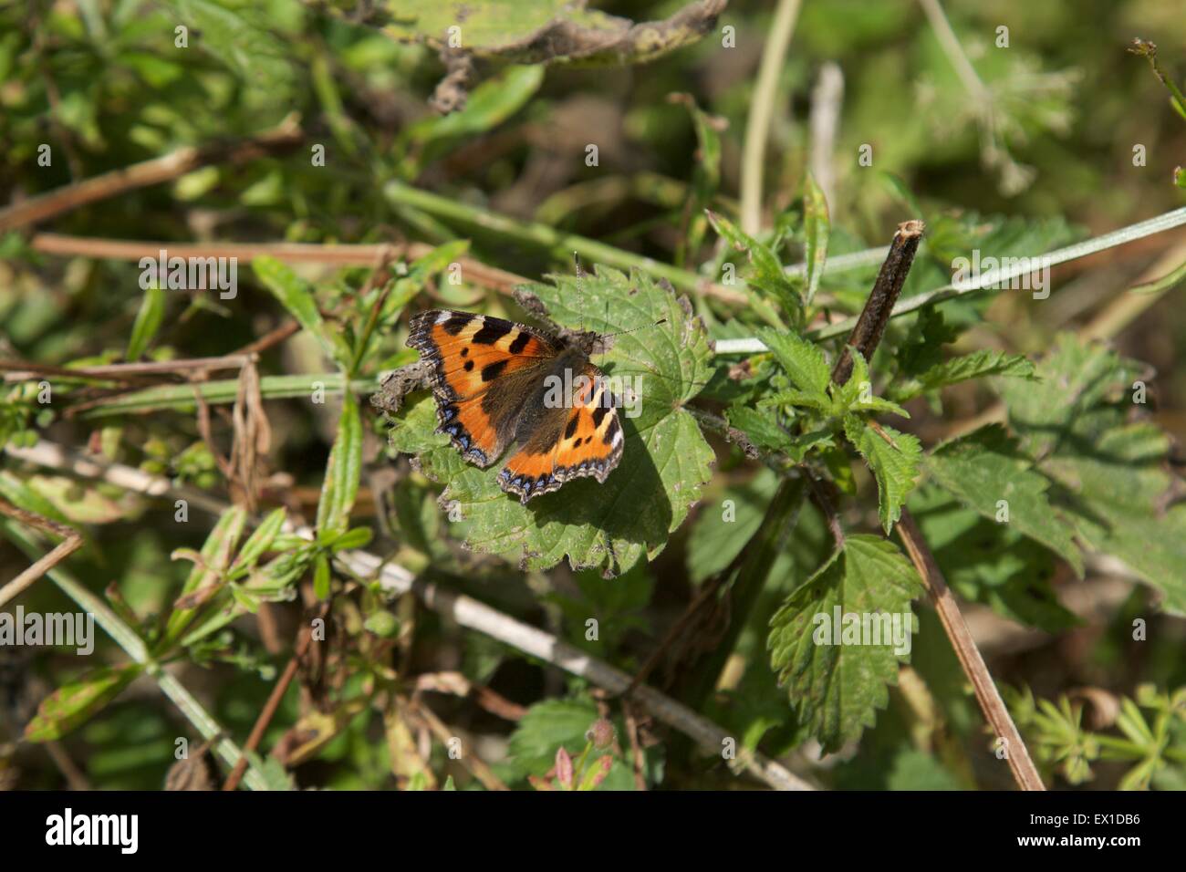 Nettles butterfly hi-res stock photography and images - Alamy