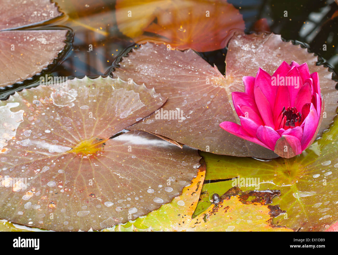Wet lotus flowers hi-res stock photography and images - Alamy