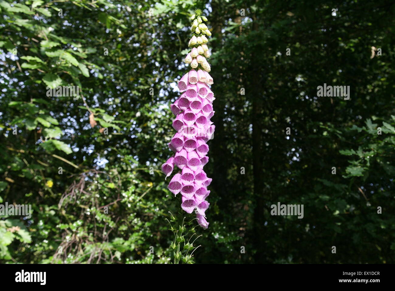foxglove taken in astridge park Stock Photo - Alamy
