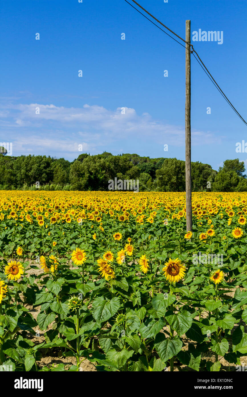 Sunflowers under the Tuscan sun Stock Photo - Alamy