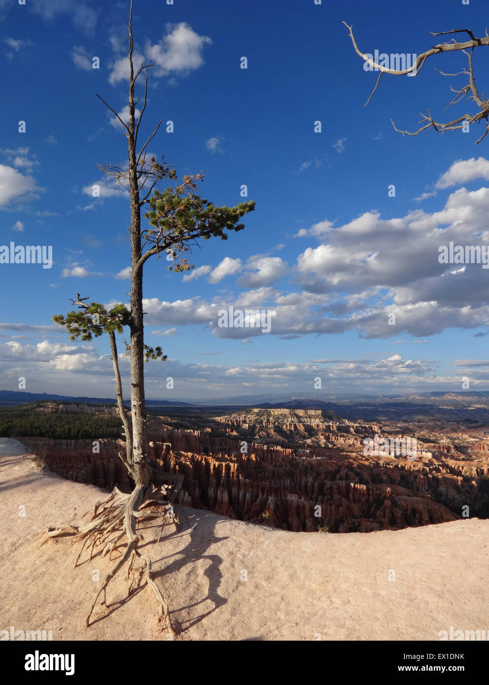 Impressive nature in Bryce Canyon National Park Stock Photo - Alamy