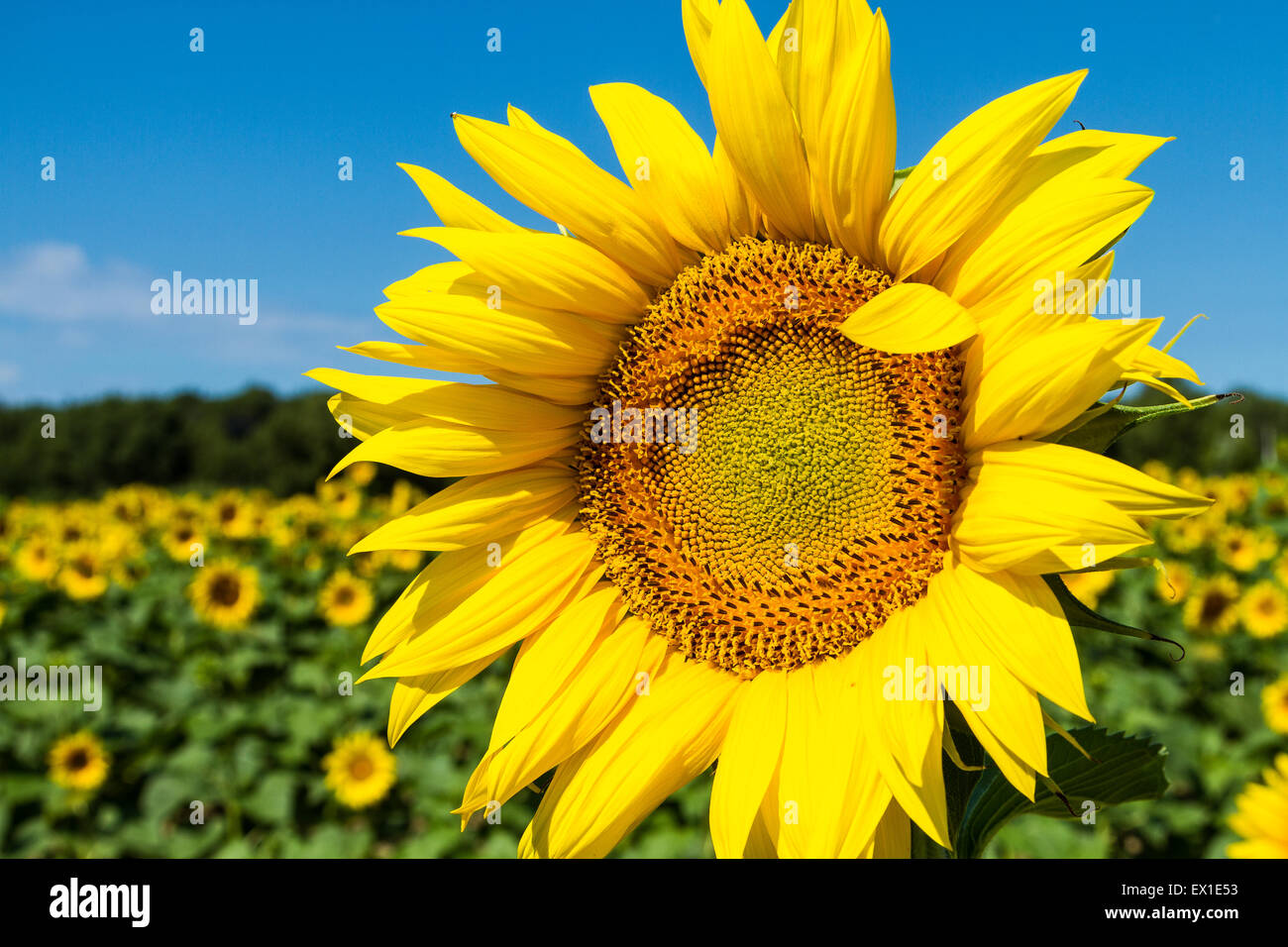 Sunflowers under the Tuscan sun Stock Photo - Alamy