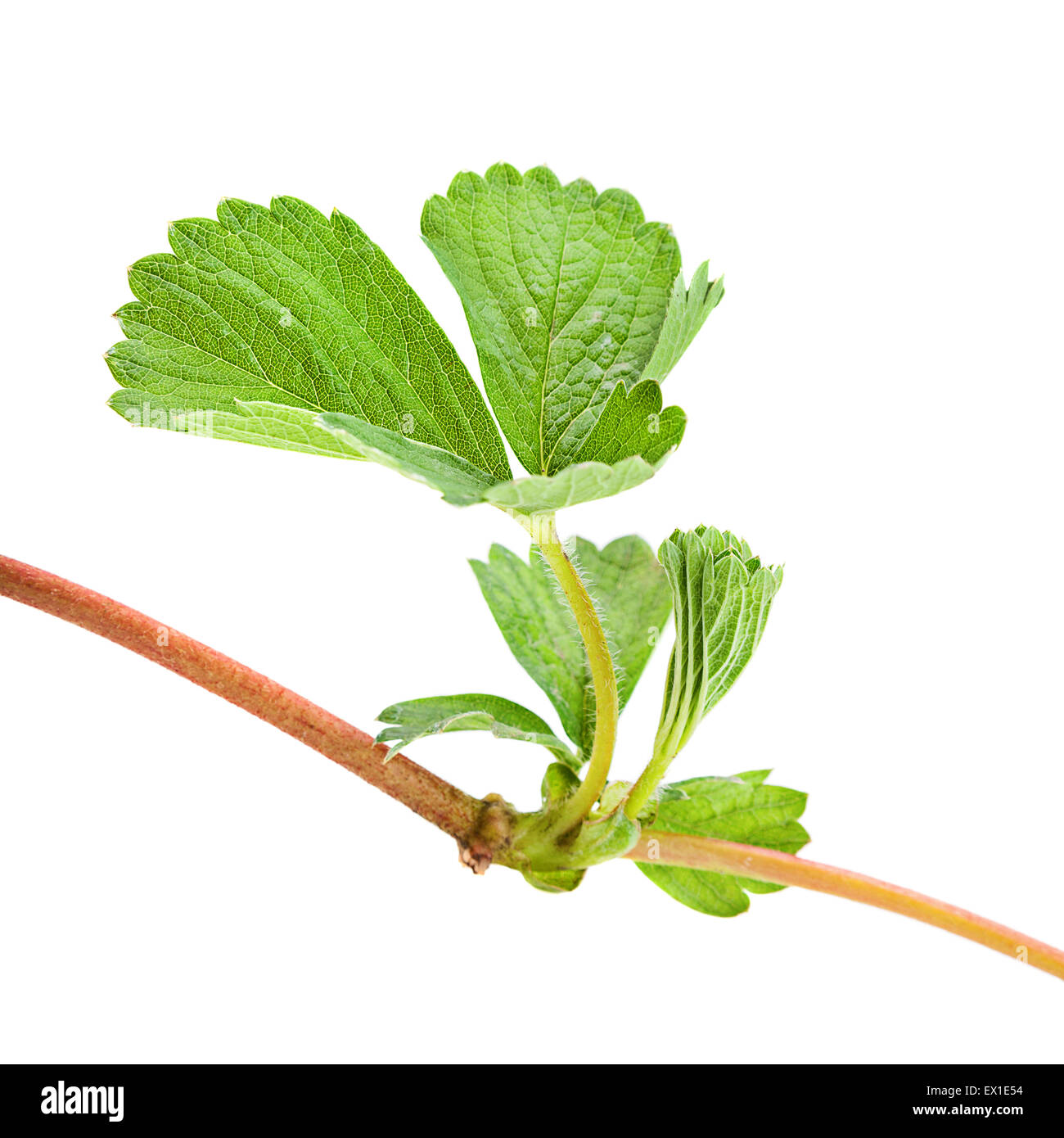 Strawberry leaf hi-res stock photography and images - Alamy