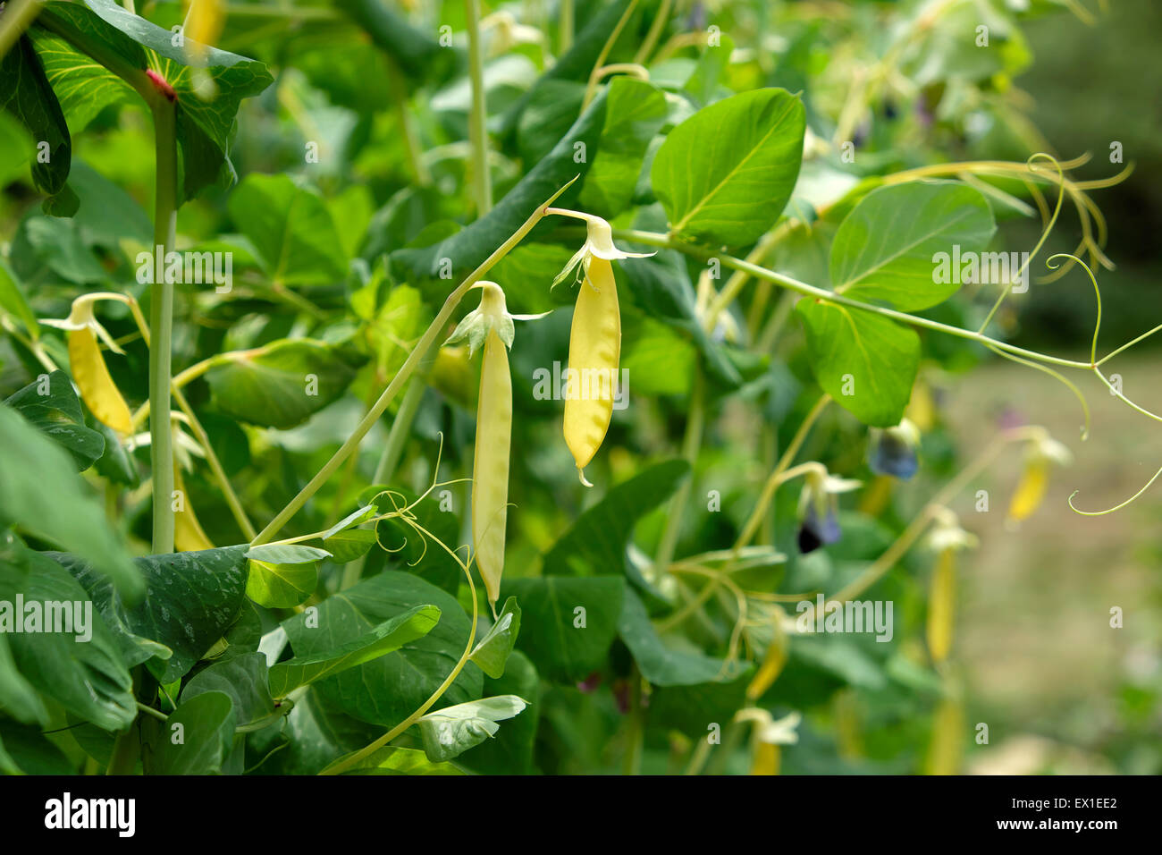 Growing mangetout hi-res stock photography and images - Alamy