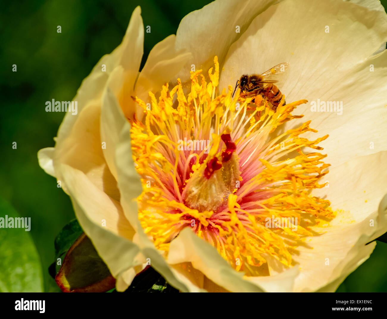 Close up of a Bee and an Early Glow Peony Stock Photo - Alamy