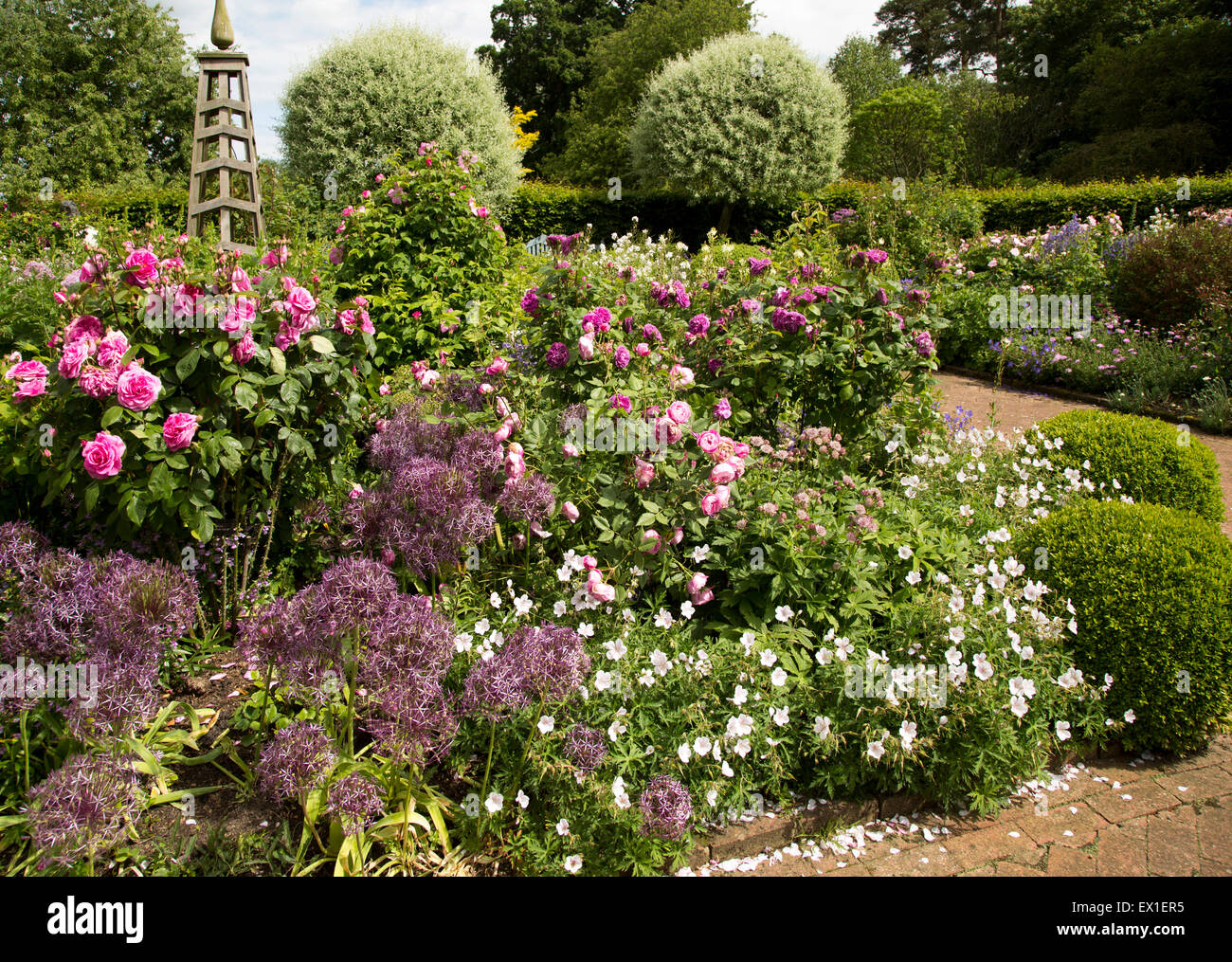 Roses flowering in Wyken Hall gardens, Suffolk, England, UK Stock Photo ...