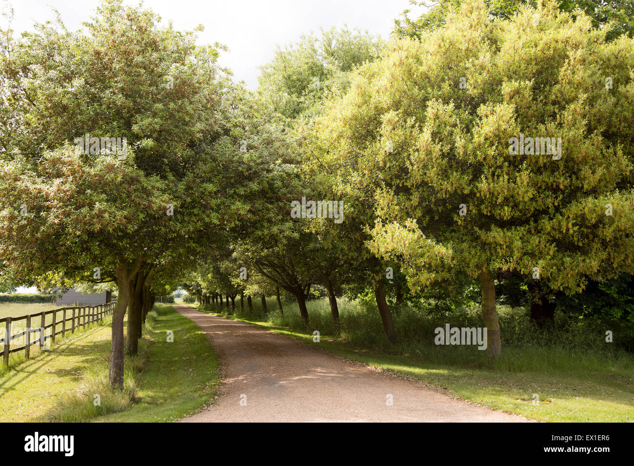 Avenue of trees line the drive to Wyken Hall house and garden, Suffolk ...