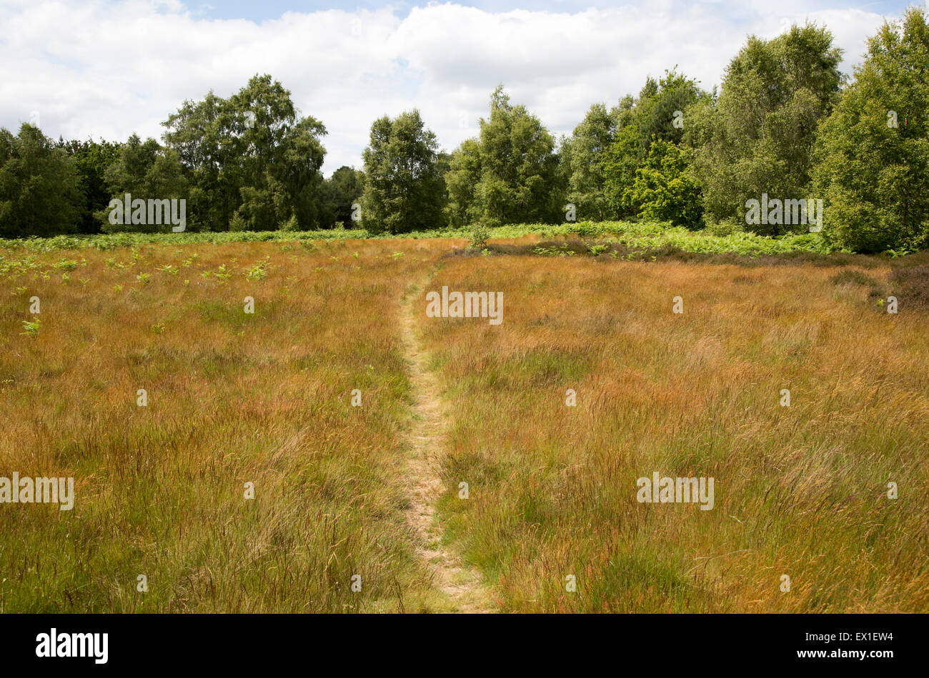 Pathway on Suffolk Sandlings heathland, Sutton, Suffolk, England, UK ...