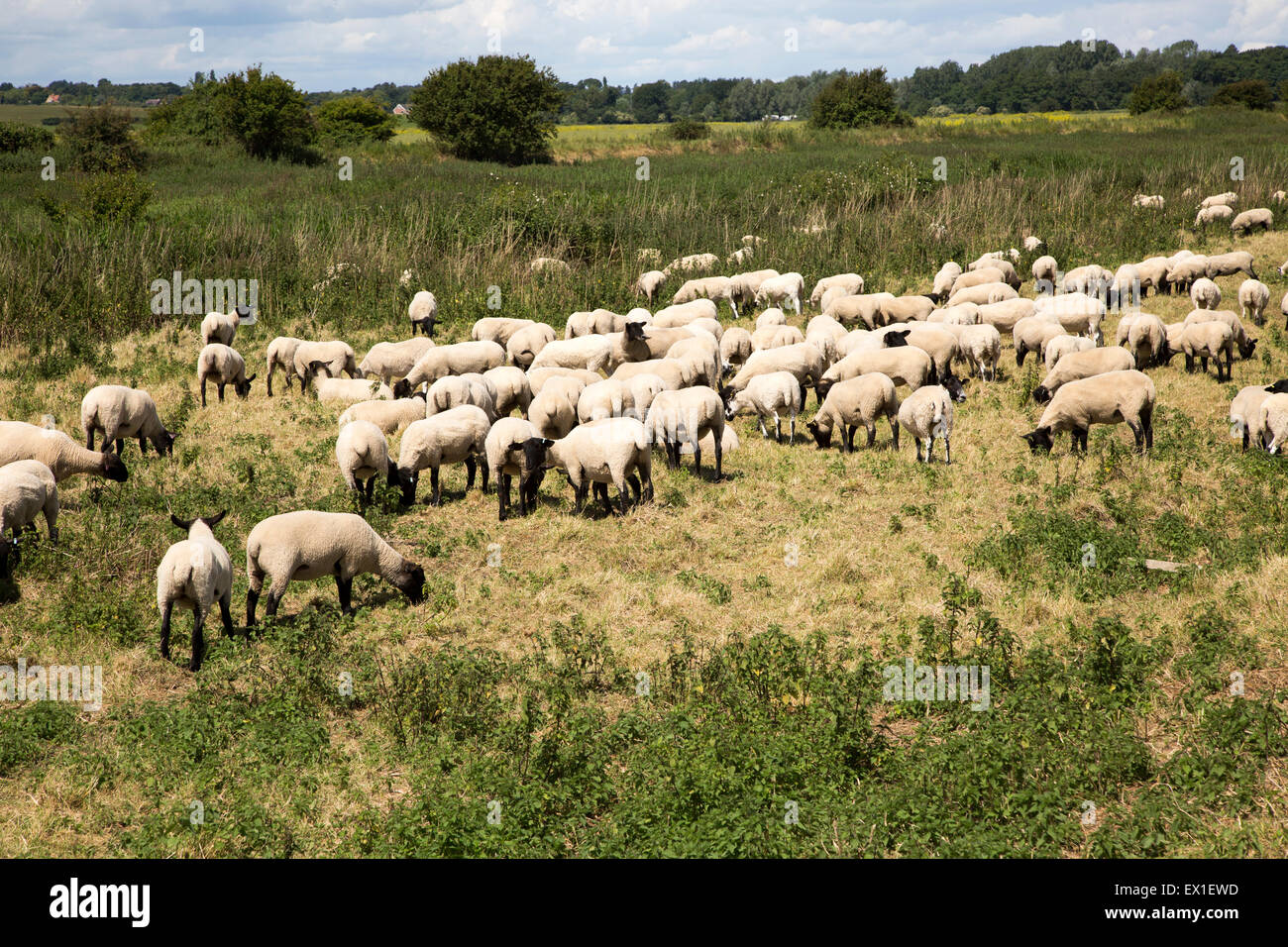 Flock of sheep grazing on Oxley Marshes, Hollesley, Suffolk, England ...