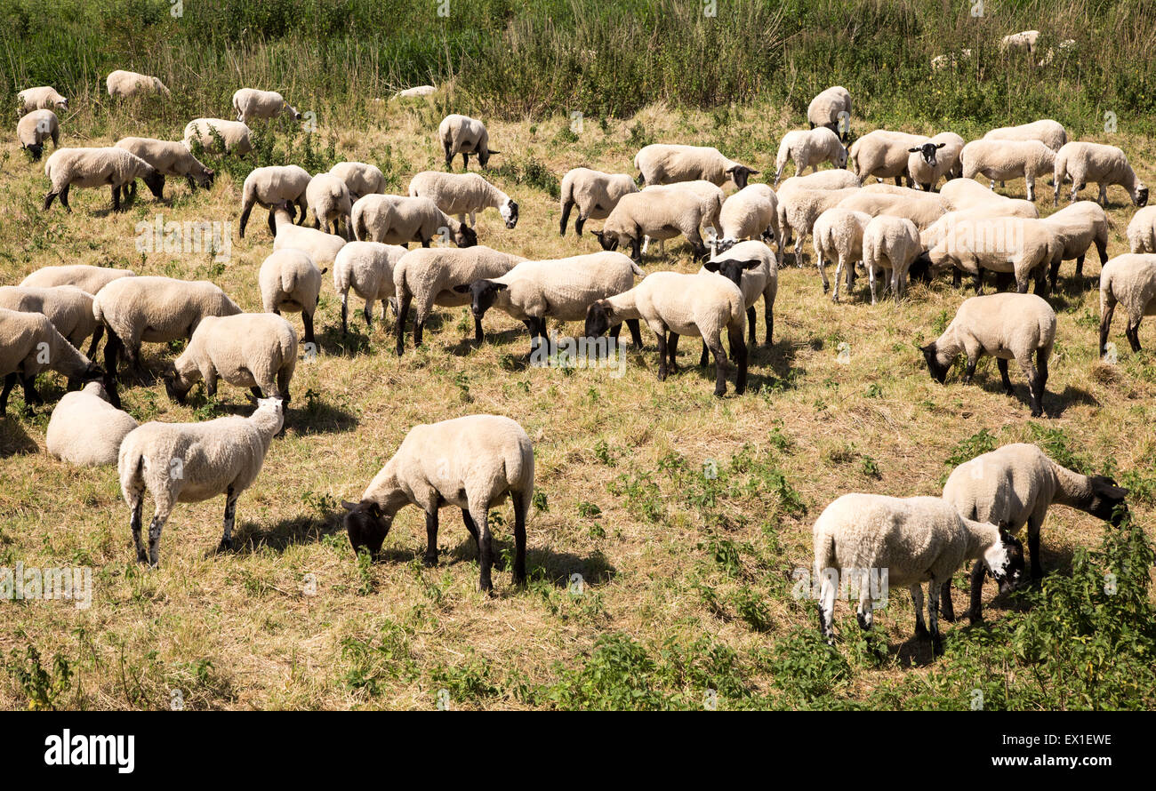Suffolk cross sheep hi-res stock photography and images - Alamy