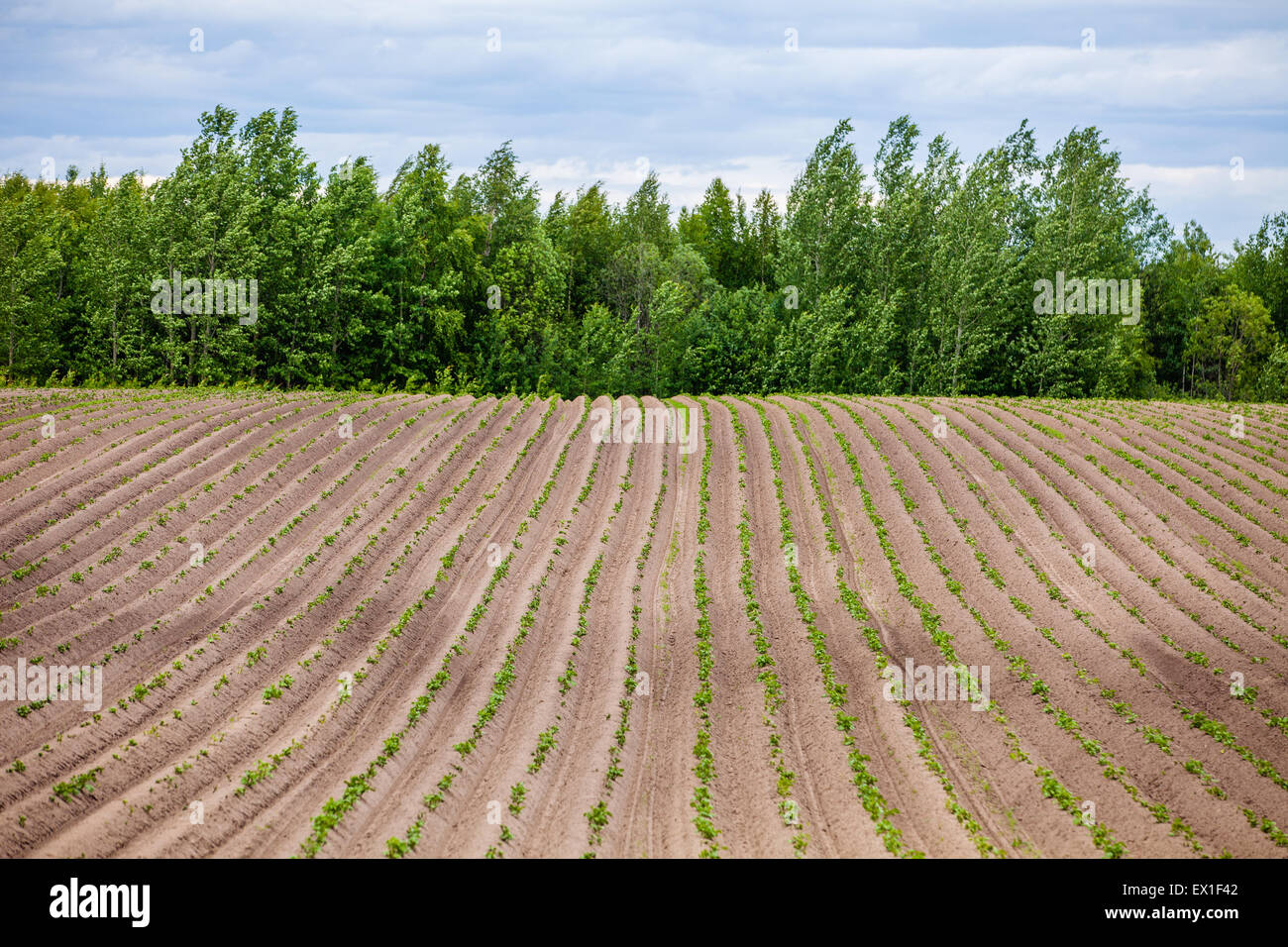 Spring Landscape with Plowed Field on the Background of Beautiful ...