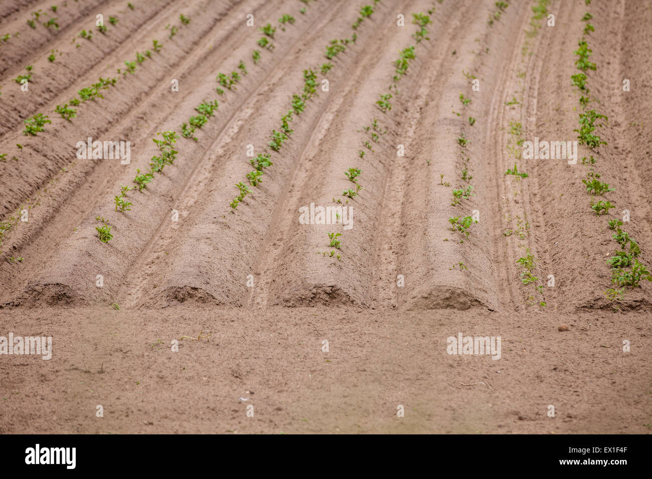 Ploughed soil texture hi-res stock photography and images - Alamy