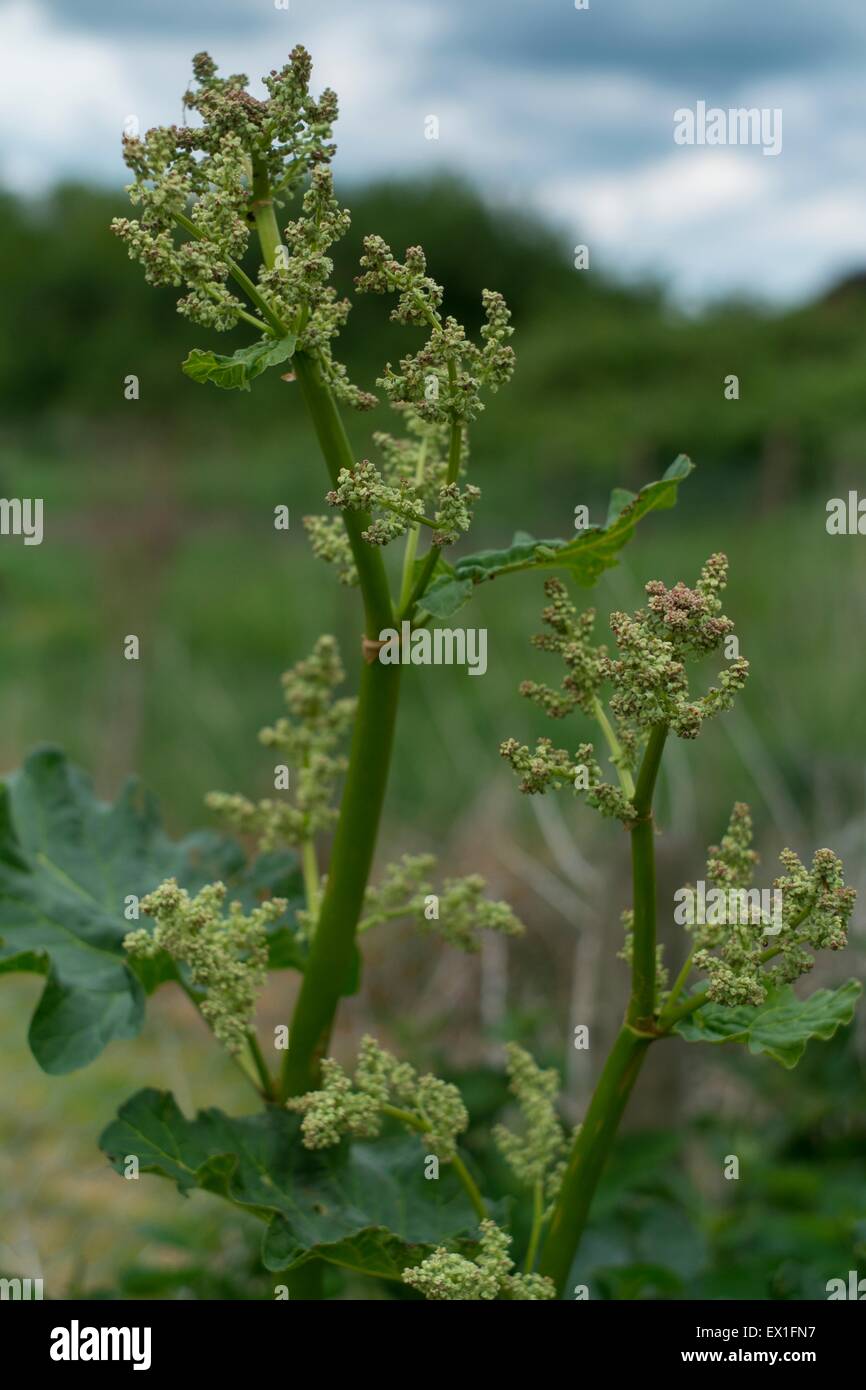 Rhubarb - Rheum rhabarbarum showing seed head Stock Photo - Alamy