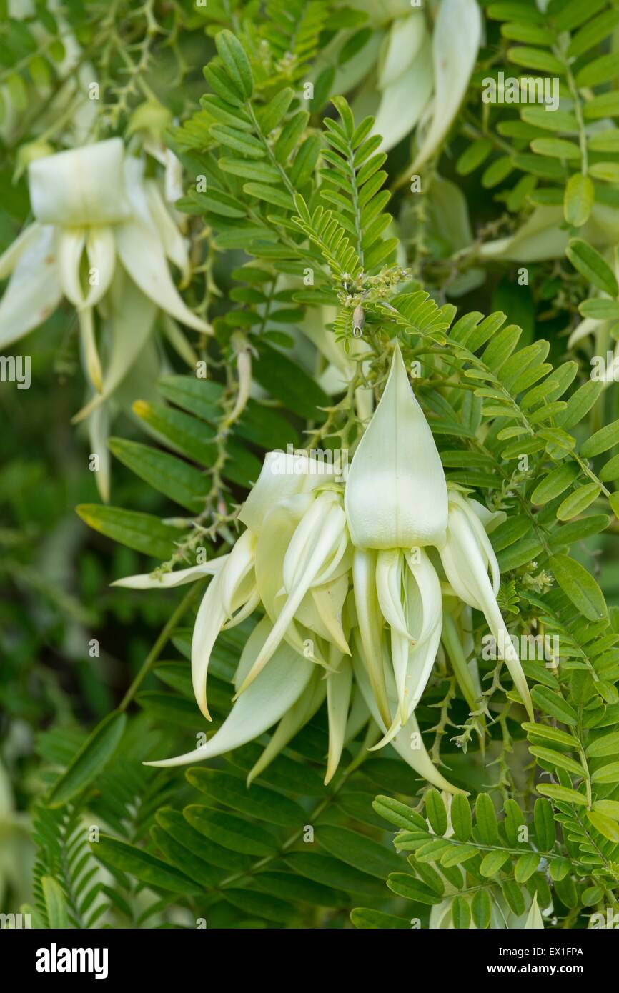 Clianthus puniceus albus Stock Photo - Alamy