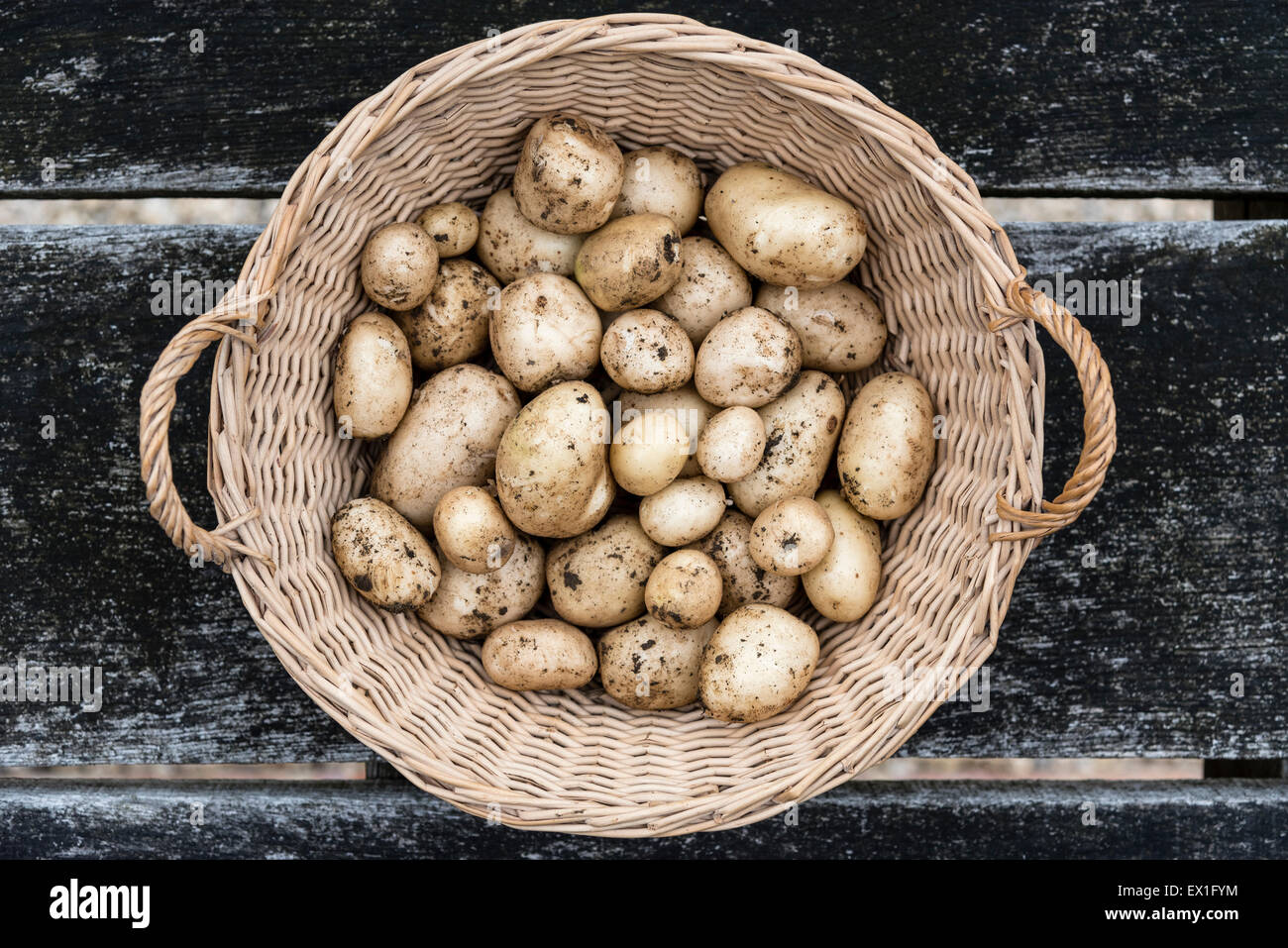 Home grown potatoe hi-res stock photography and images - Alamy
