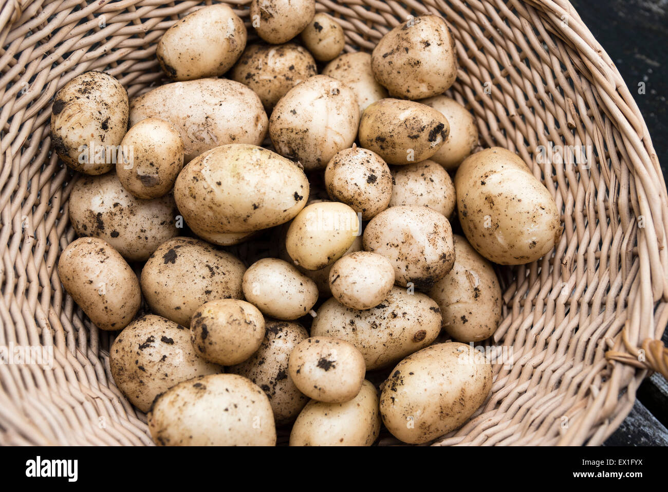 Unwashed potatoes hi-res stock photography and images - Alamy