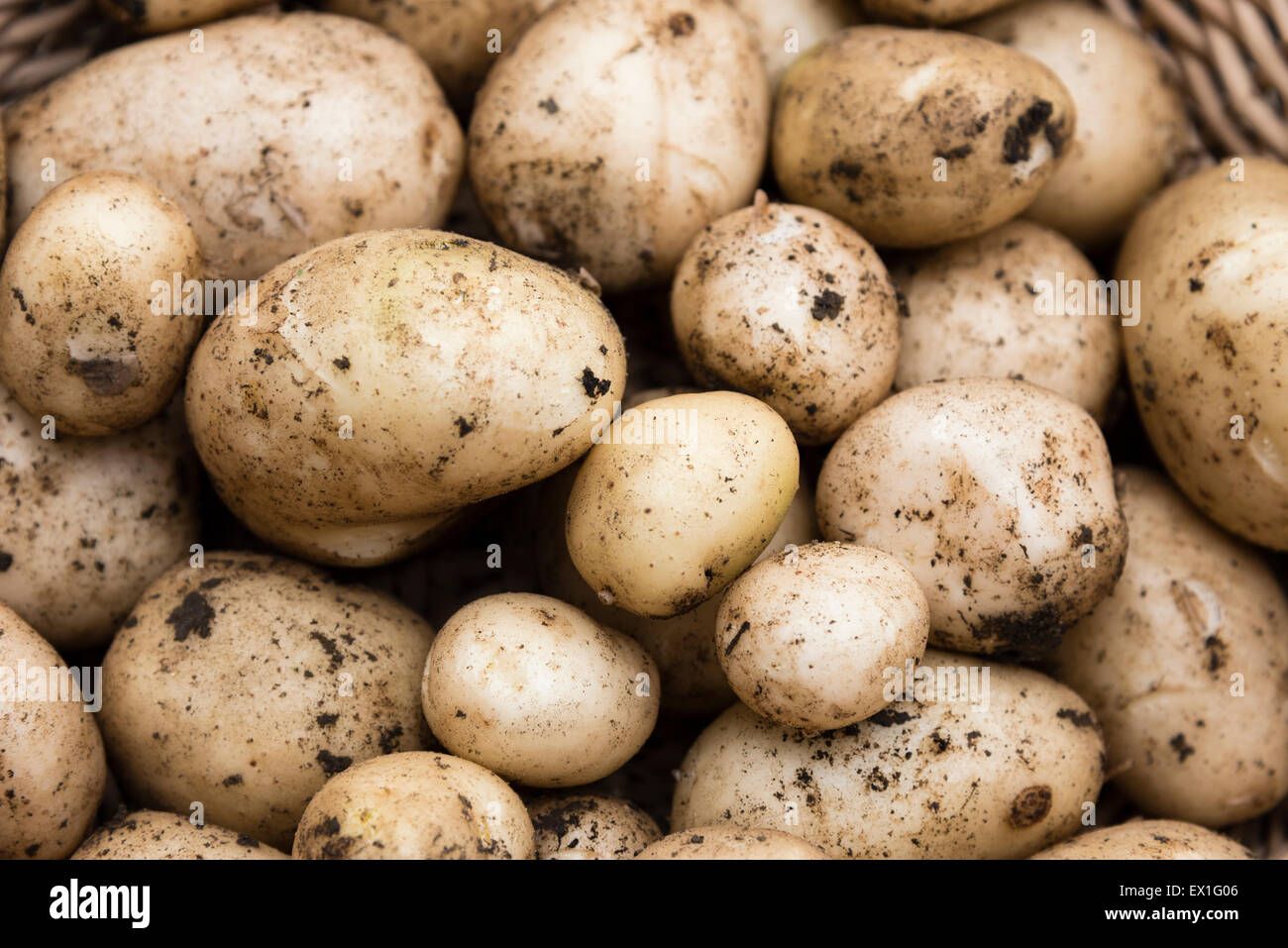 Unwashed potatoes hi-res stock photography and images - Alamy